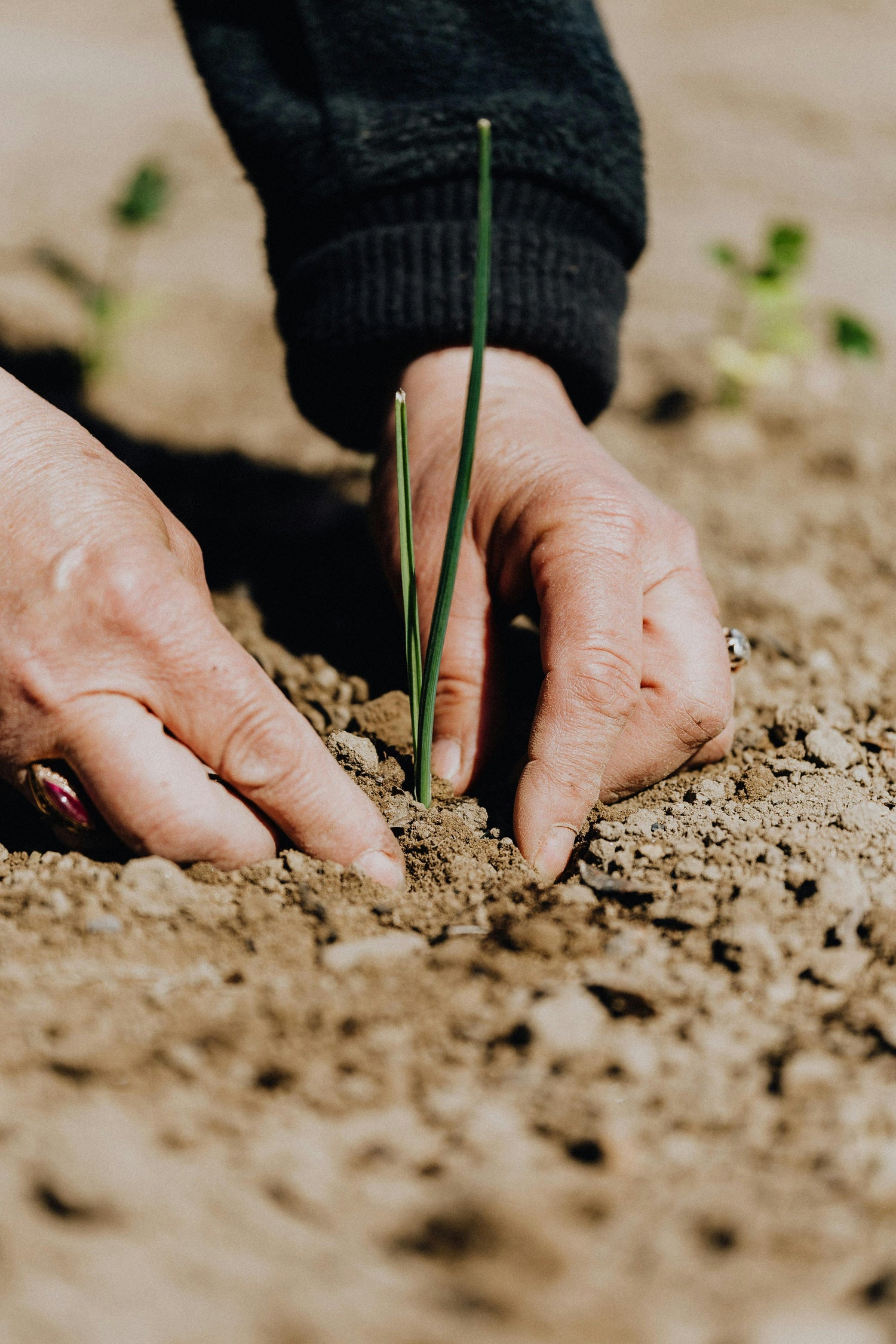 Understanding Soil Health and Soil Testing in California | Alluvial ...
