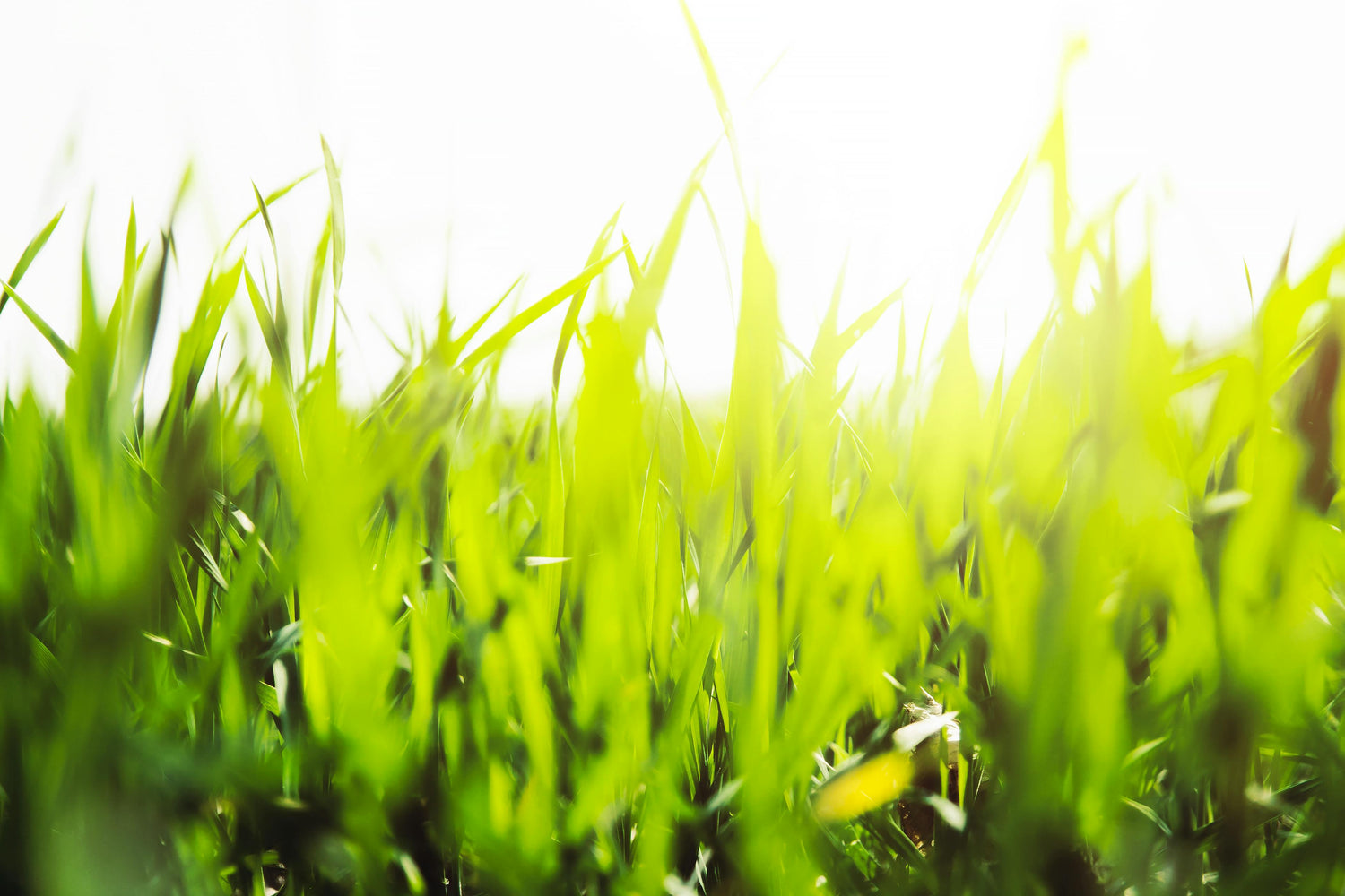 Using Common Plants to Remove Heavy Metals from Garden Soils | Alluvial ...